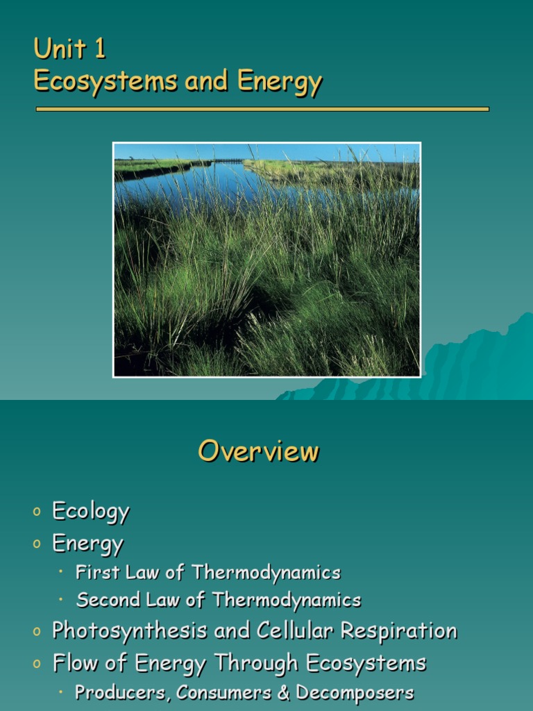 Ecosystems and Energy Flow Overview | PDF | Primary Production | Food Web