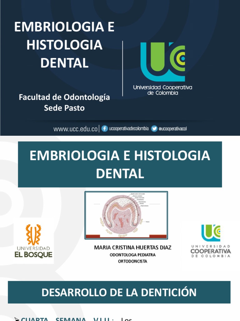 Morfogenesis Dental. Embriologia e Histologia Dental | PDF | Diente ...