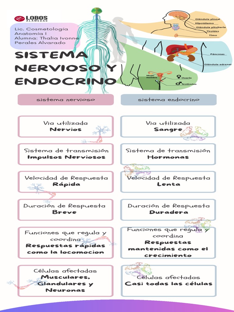 Tabla Comparativa Sistema Nervioso y Endocrino | PDF