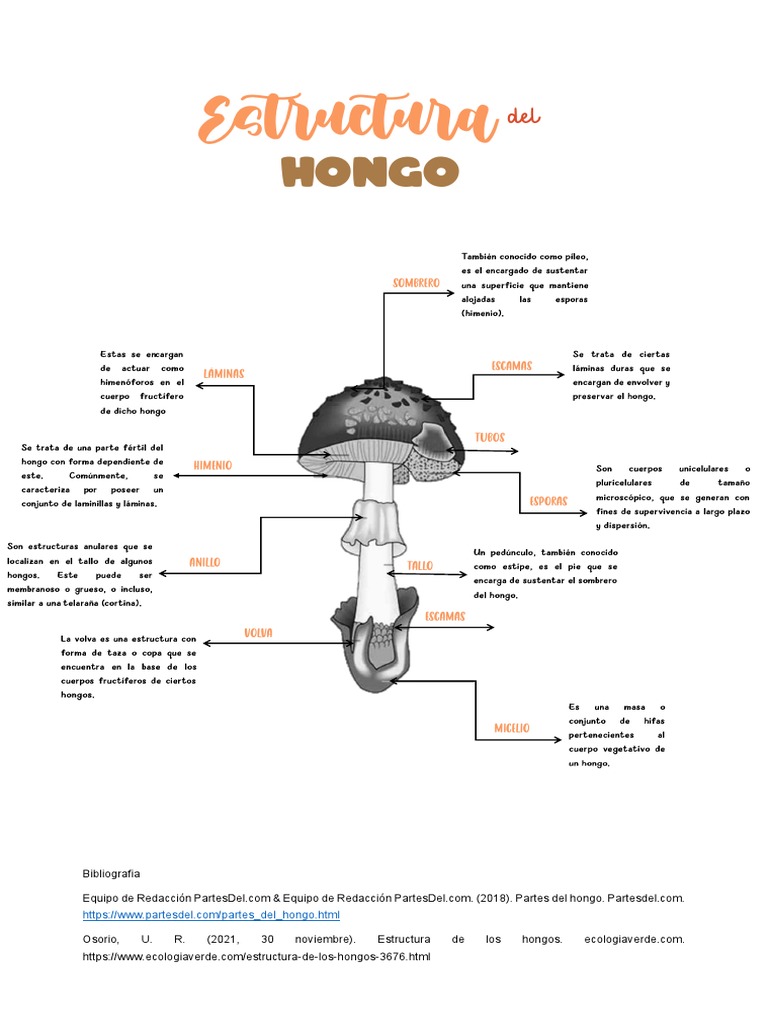 Estructura Hongo | PDF