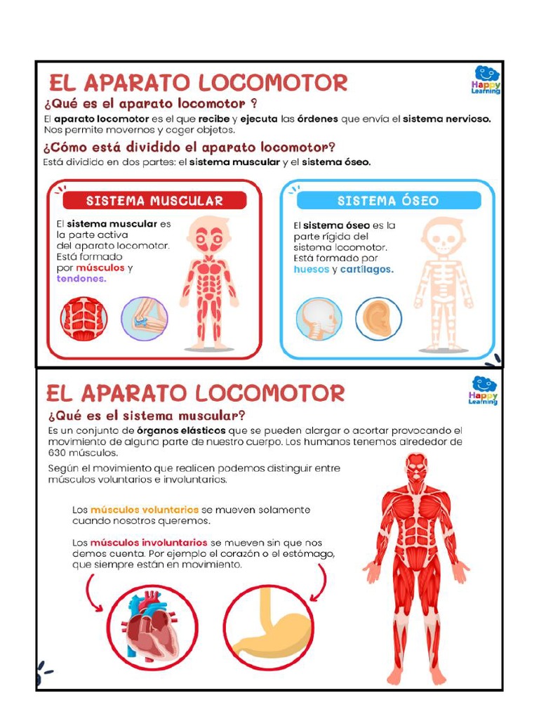 Aparato Locomotor Ficha Interactiva Ejercicios De