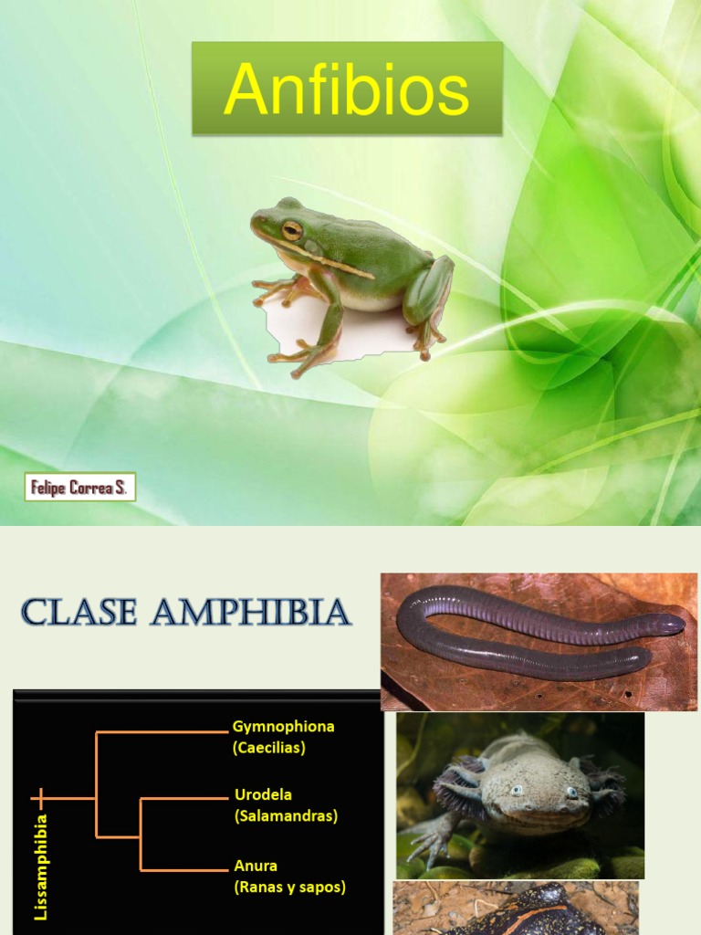 Características Generales de Anfibios | PDF | Sistema circulatorio | Piel
