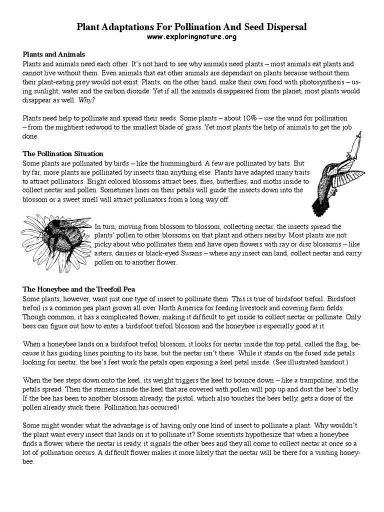 Seed Dispersal Activity | Pollination | Petal