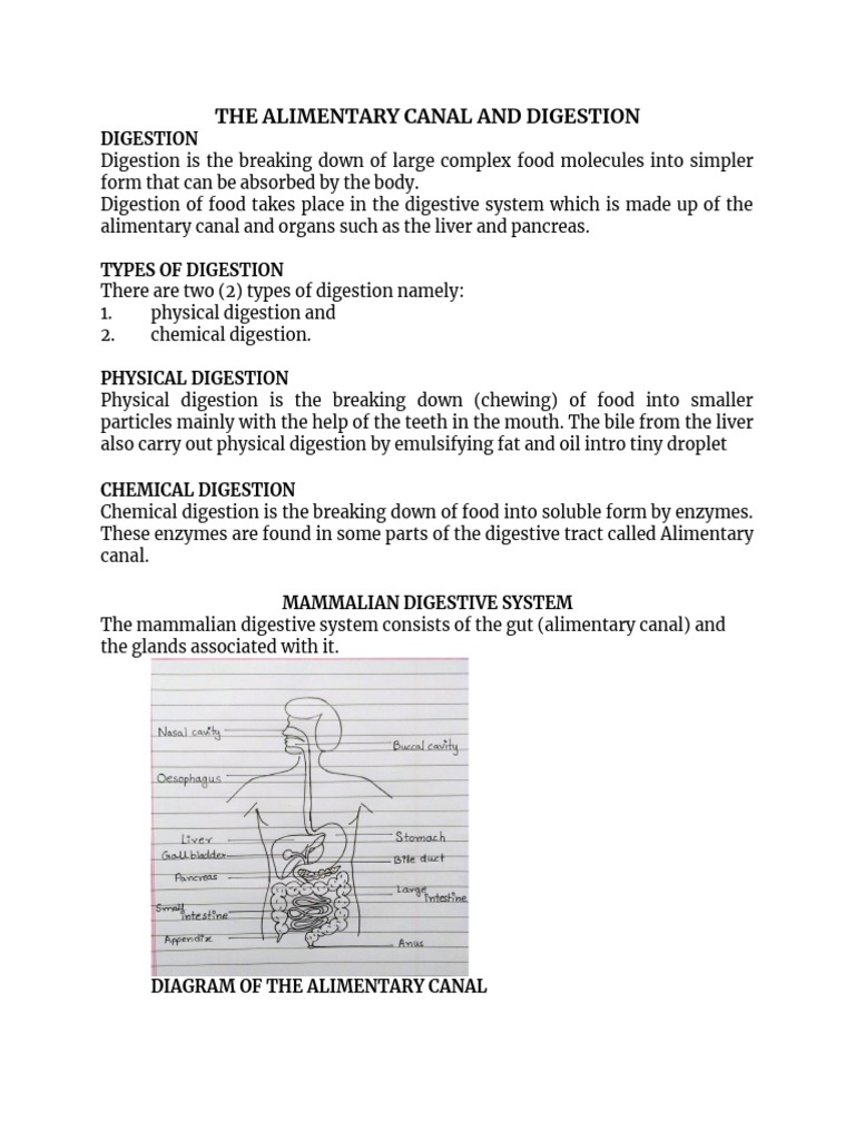 Yr 10 WK 3 Note | PDF | Digestion | Stomach