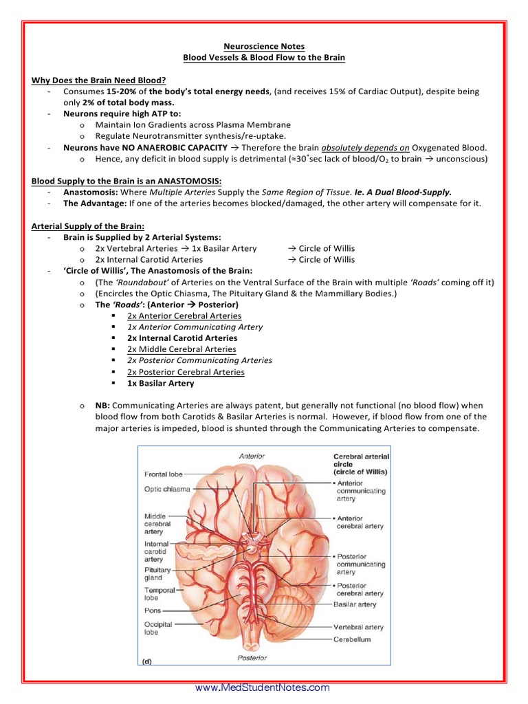 A&P - 2. Blood Vessels of The Brain (9p) | PDF | Stroke | Cerebrospinal ...