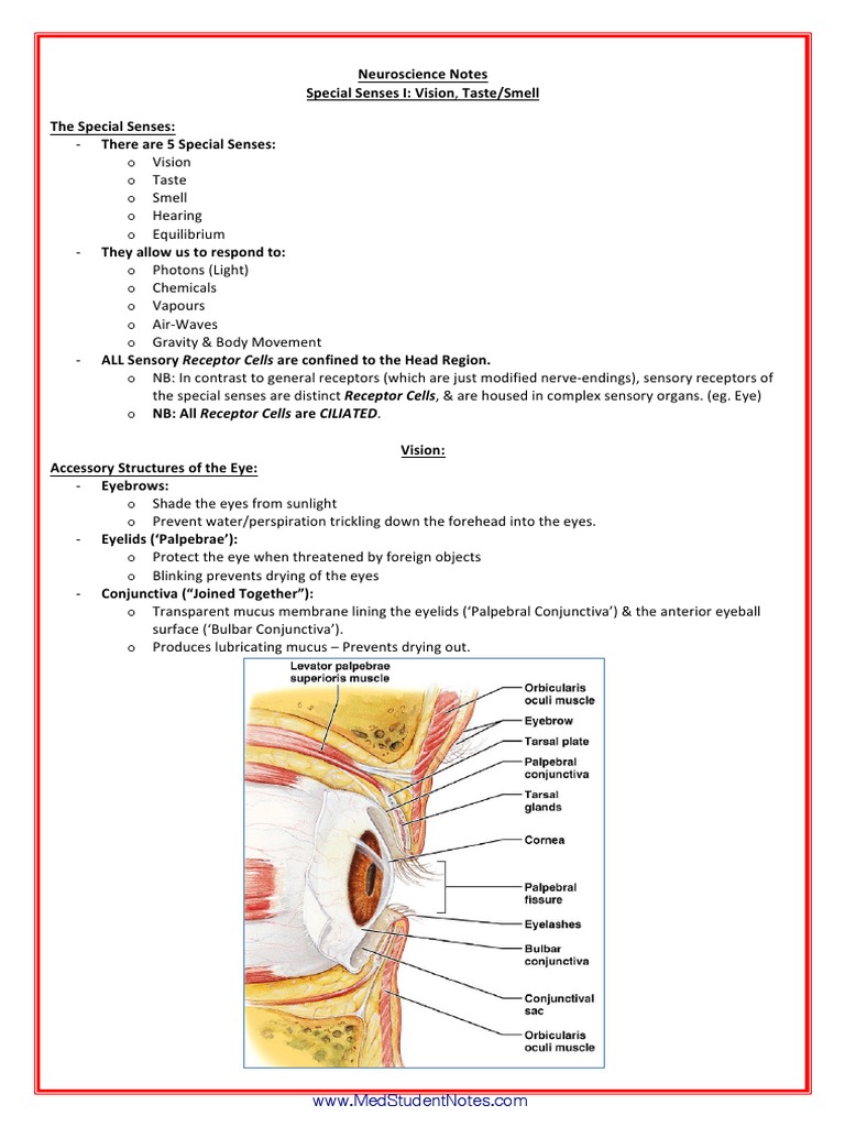 Special Senses: Vision & Eye Anatomy | PDF | Taste | Retina