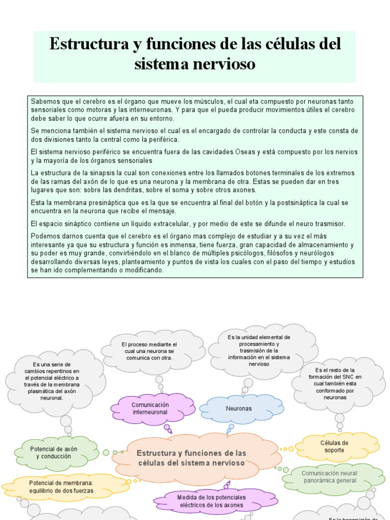 Estructura y Funciones (Mapa) | PDF | Sinapsis | Neurona