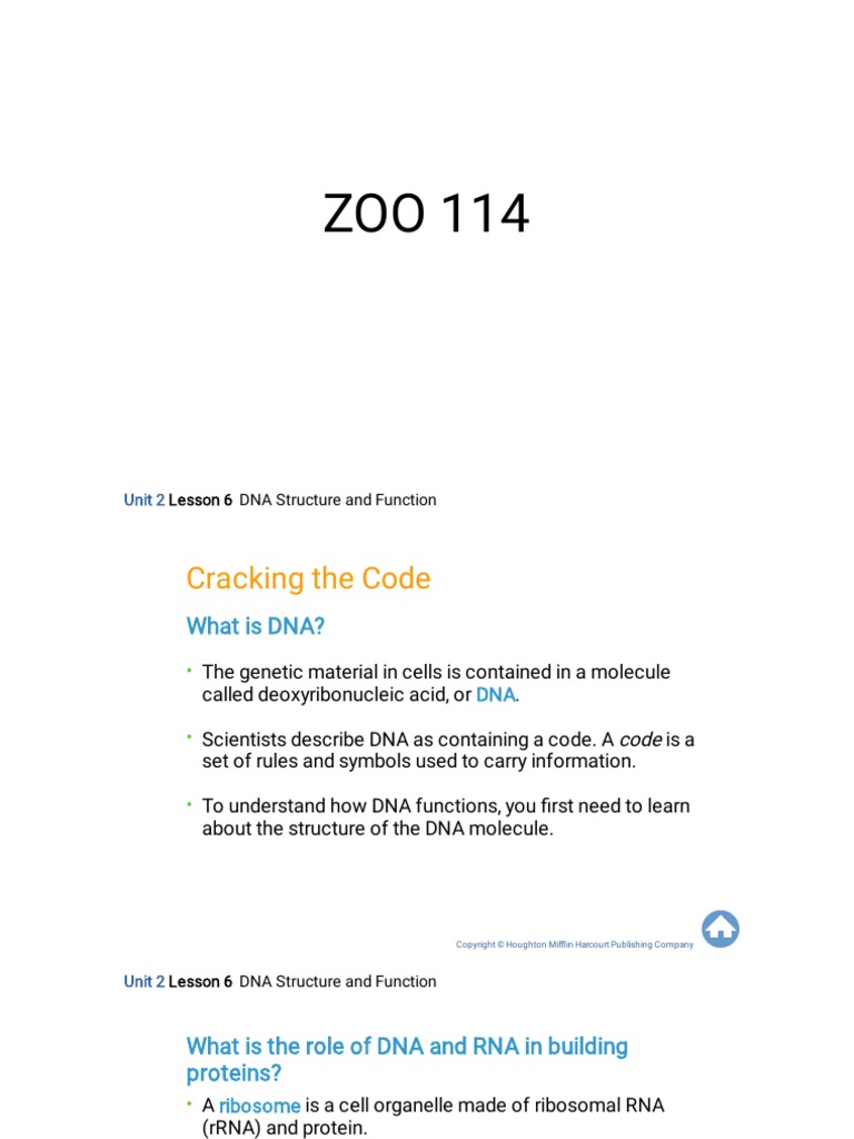 ZOO 114 DNA Function Lecture | PDF | Translation (Biology) | Rna