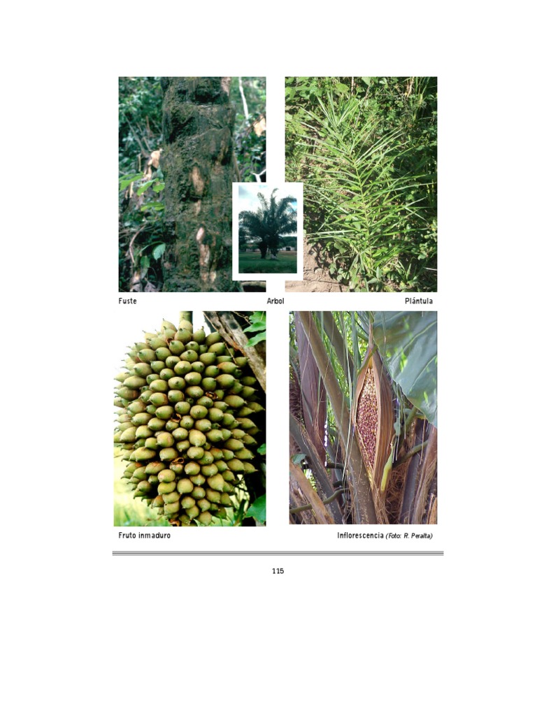 Guia Arboles Tropicales | Descargar gratis PDF | Arecaceae | Hoja