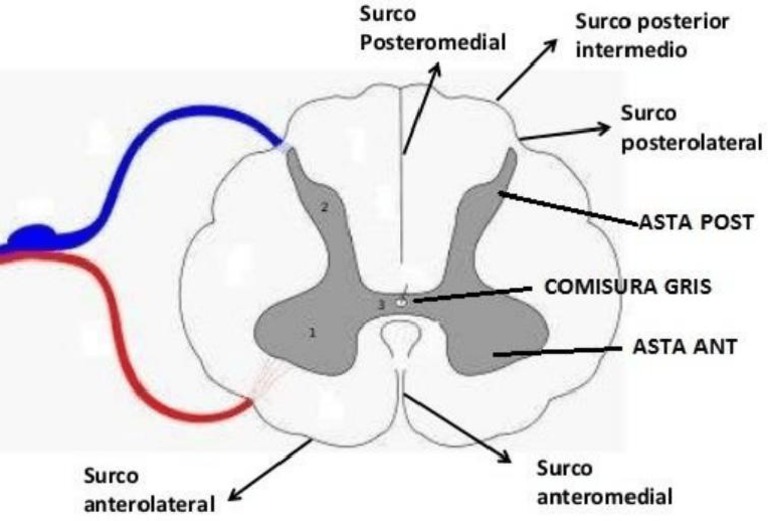 Corte de Medula | PDF