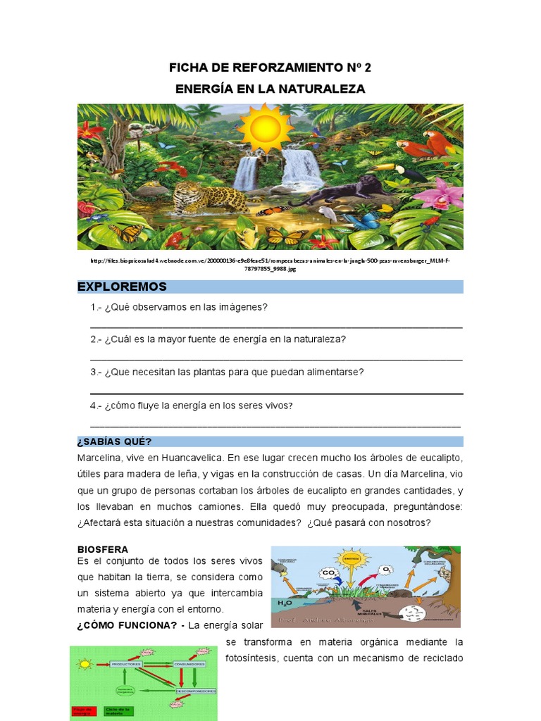 Ficha de Reforzamiento #2 | PDF | Ecología | Deforestación