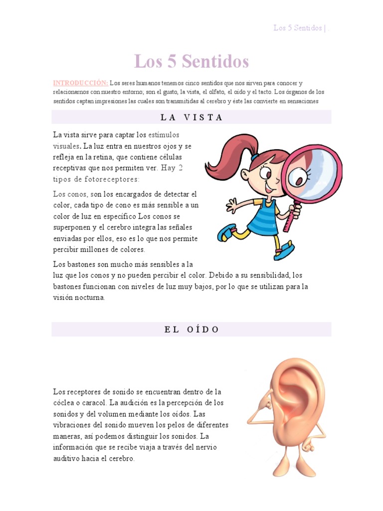 Los Cinco Sentidos | PDF | Percepción | Percepción visual