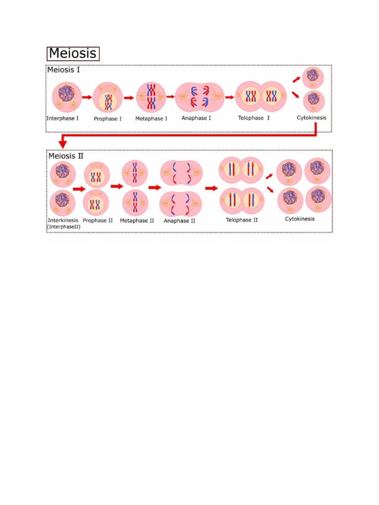 Meiosis | PDF