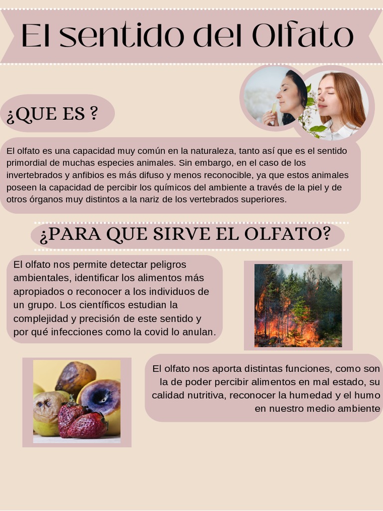 El Sentido Del Olfato | PDF