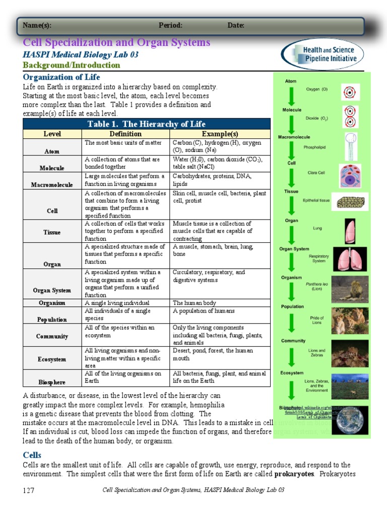 03a Cells Systems | PDF | Cell (Biology) | Organisms