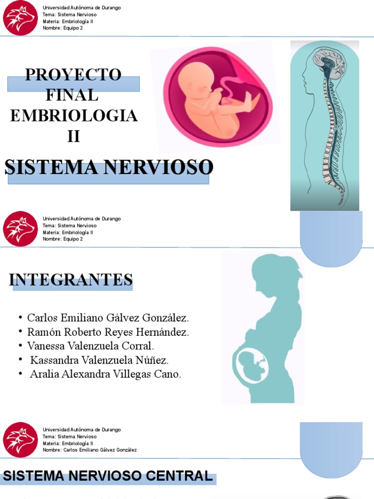 Sistema Nervioso Embriologia | PDF | Sistema nervioso central | Sistema ...
