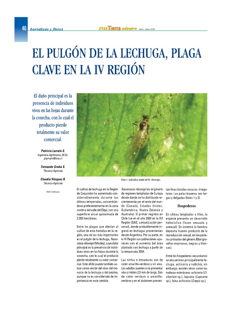 Paper Pulgon Lechuga | PDF