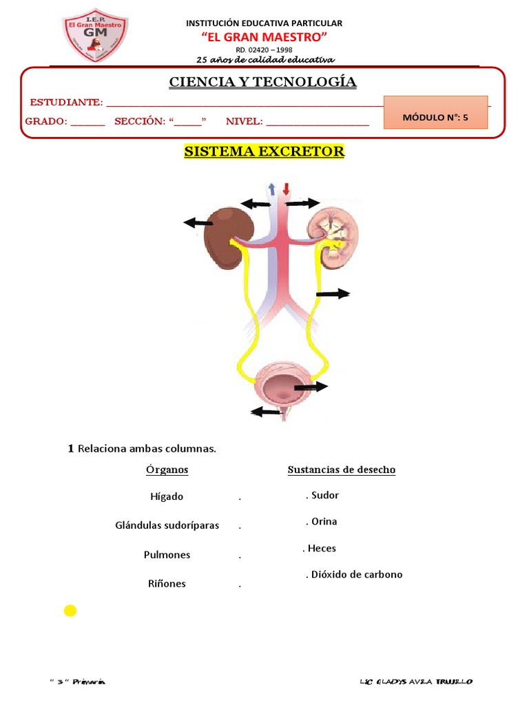 5 Sistema Excretor | PDF | Sistema urinario | Excreción