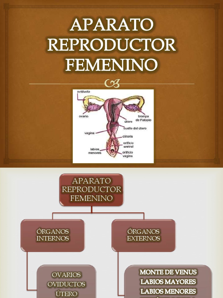 Organo Femenino | PDF