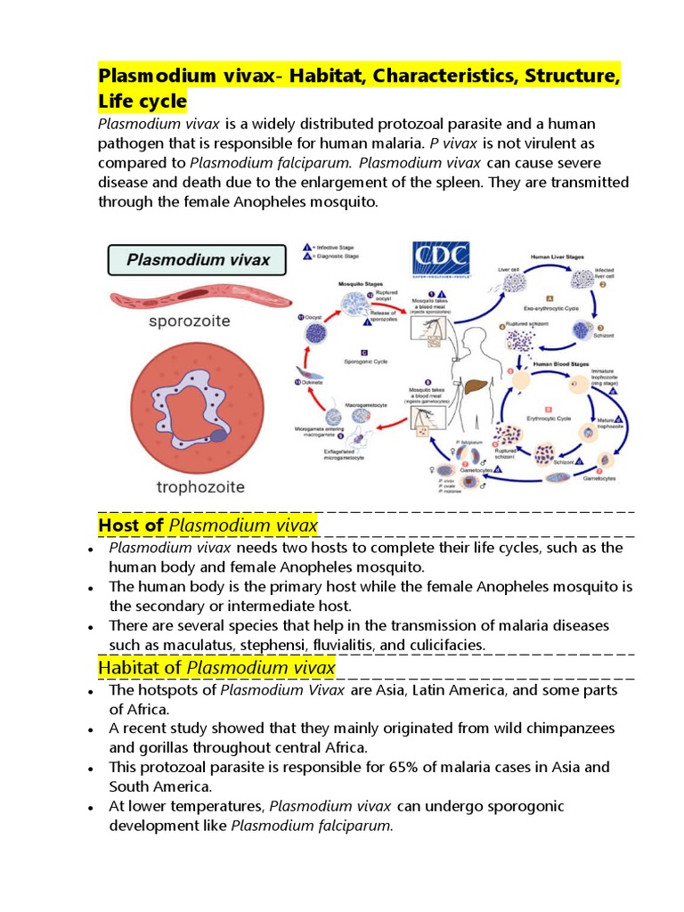 Plasmodium Vivax Habitat Characteristics Structure Life Cycle