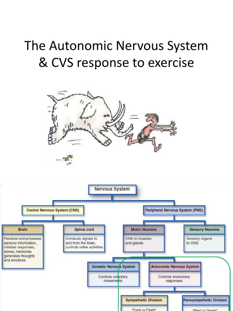 ANS & CVS Response To Exercise v2 | PDF | Autonomic Nervous System | Physiology