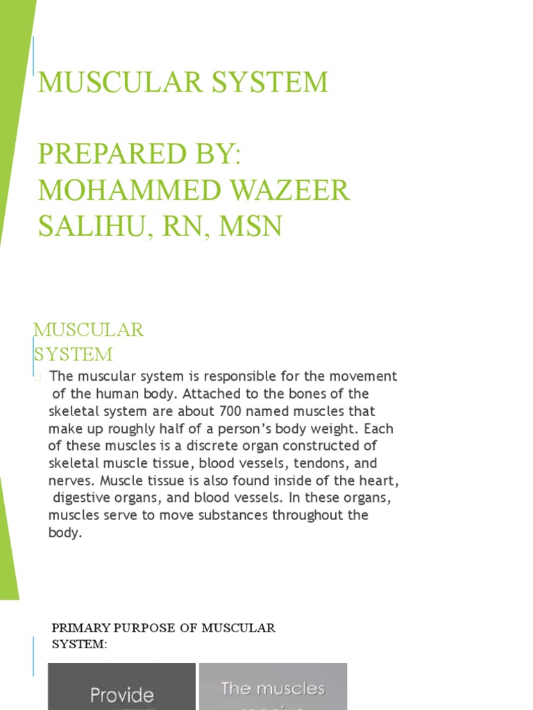 Muscular System-TSU | PDF | Skeletal Muscle | Weakness