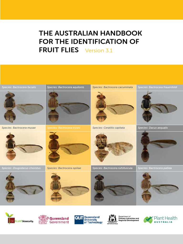 The Australian Handbook for the Identification of Fruit Flies v3.1 | PDF
