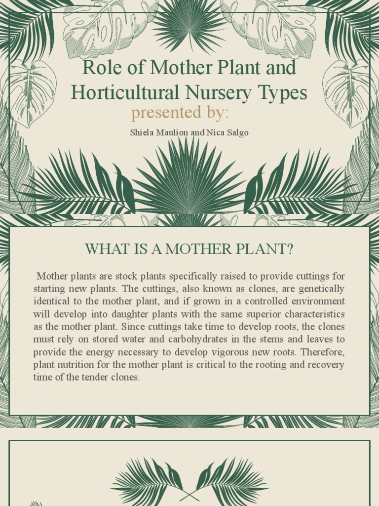 Importance of Mother Plants in Nurseries | PDF | Plant Nursery | Plants