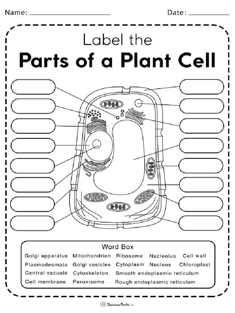 Label The Plant Cell Worksheet Pdf