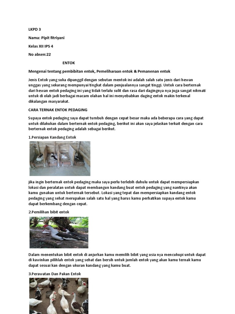LKPD 3 Nama: Pipit Fitriyani Kelas XII IPS 4 No Absen:22 Entok Mengenai Tentang Pembibitan Entok ...