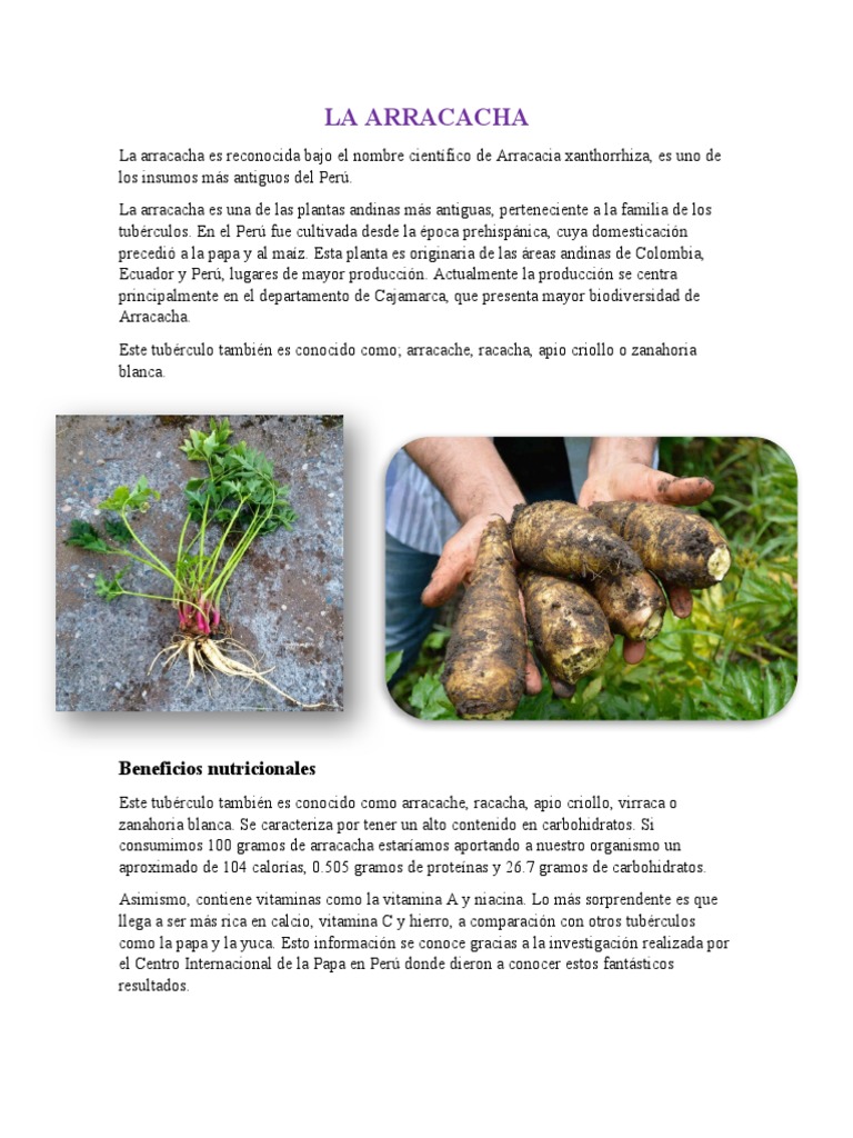 La Arracacha | PDF | Alimentos | Comida y bebida