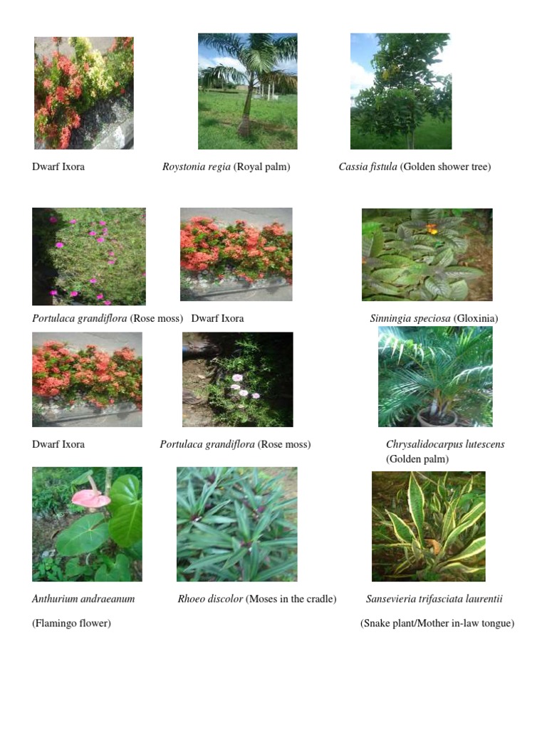 Tropical Plants for Bunnings Gardeners | PDF | Plants | Botany