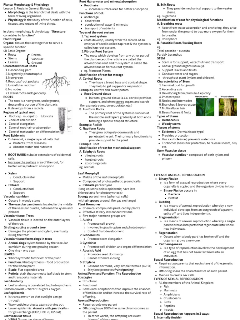 Plant Morphology and Physiology Overview | PDF | Root | Leaf