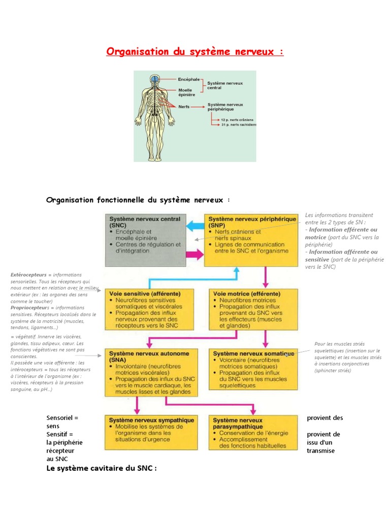 Organisation Du Système Nerveux | PDF | Synapse | Neurone