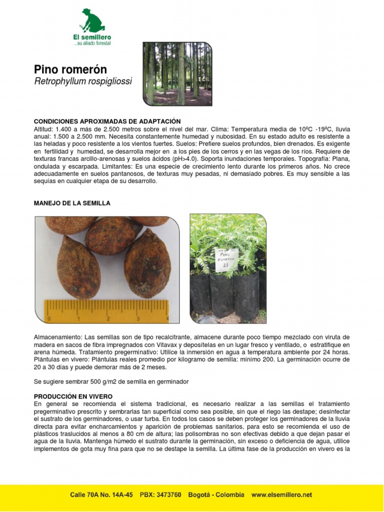 Pino Romerón | PDF | Semilla | Madera