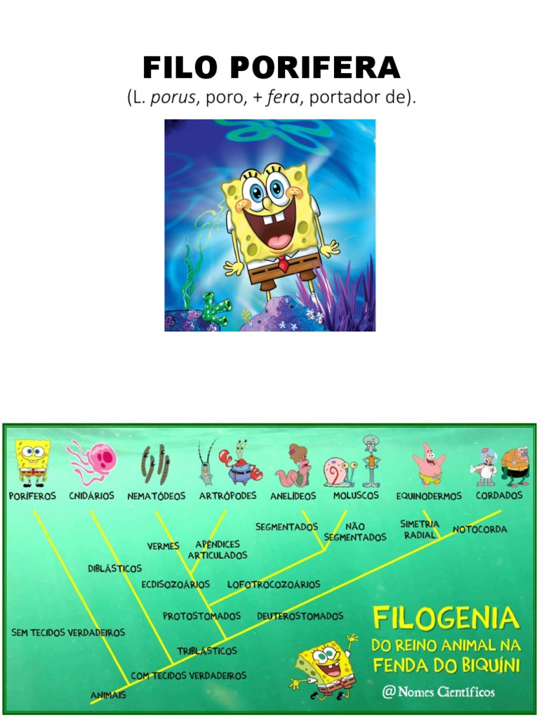 Filo Porifera | PDF | Esponja | Anatomia