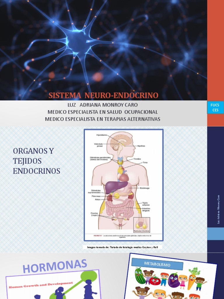 Sistema Neuro - Endocrino | PDF | Sistema endocrino | Hormona estimulante de la tiroides