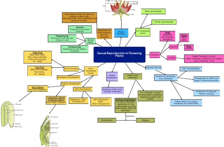 Cbse Class 12 Sexual Reproduction in Flowering Plants Mind Map | PDF ...