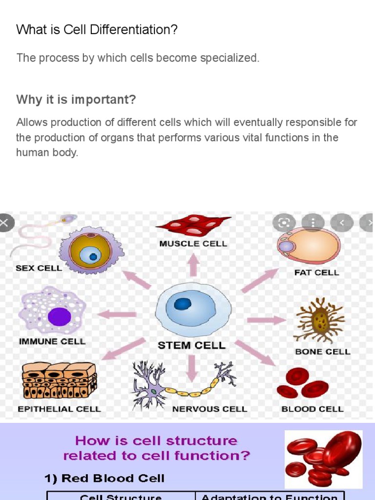Specialized Cells | PDF