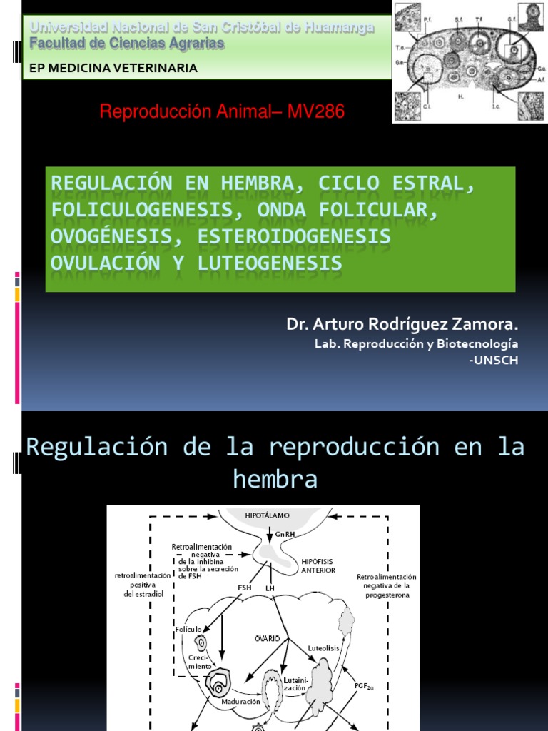 Sem 07 Foliculogenesis Onda Folicul Ovulacionluteogenesisesteroidog ...