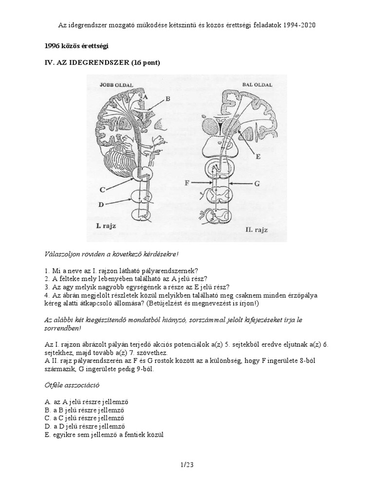 Idegrendszer - Mozgato - Mukodese - Ketszintu - Es - Kozos - Erettsegi ...