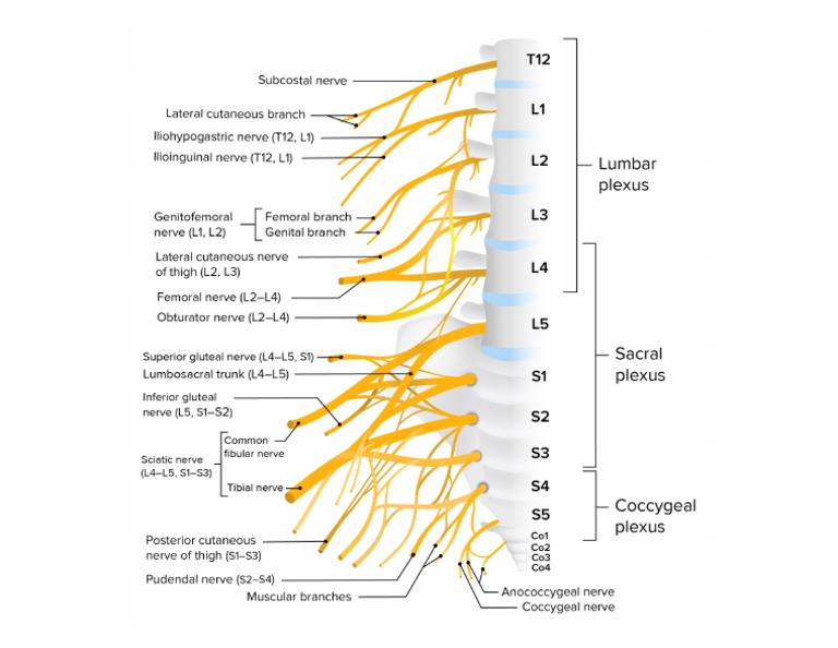 Plexo Lumbosacro | PDF
