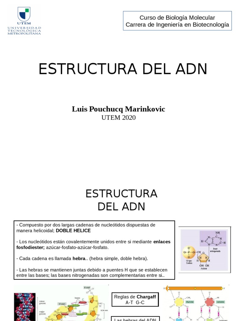 Estructura y Función del ADN | PDF | Cromosoma | Adn