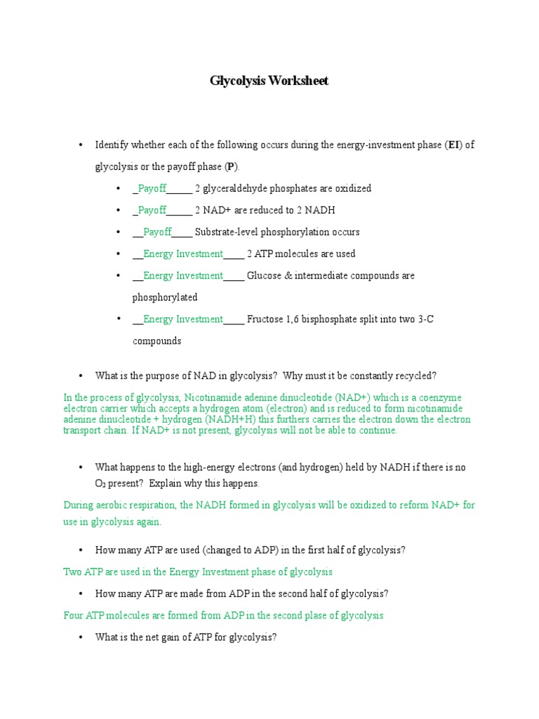 Glycolysis Worksheet New 19568 Pdf Glycolysis Nicotinamide
