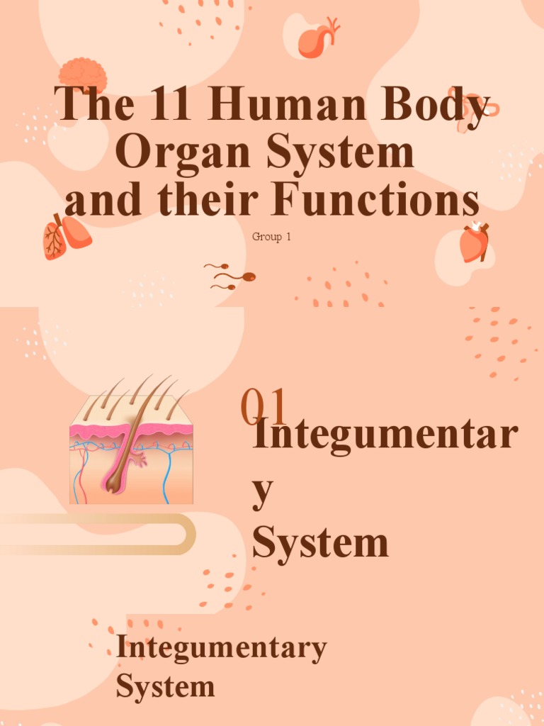 The 11 Human Body Organ System and Their Functions | PDF | Human Body ...