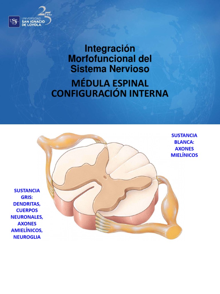 Configuración Interna de la Médula Espinal | PDF