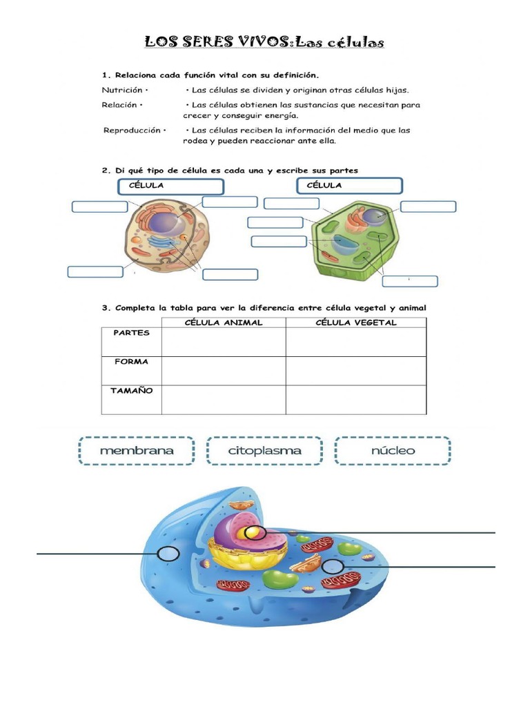 Hojas de Trabajo de La Celula y Ecologia | PDF