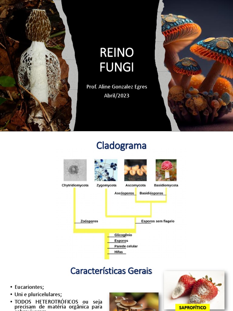 Aula 7 - Reino Fungi | PDF | Fungo | Organismos