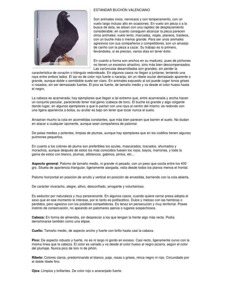Estandarización del Buchón Valenciano | PDF | Color | Pluma