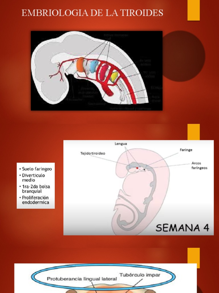 Embriologia de La Tiroides | PDF